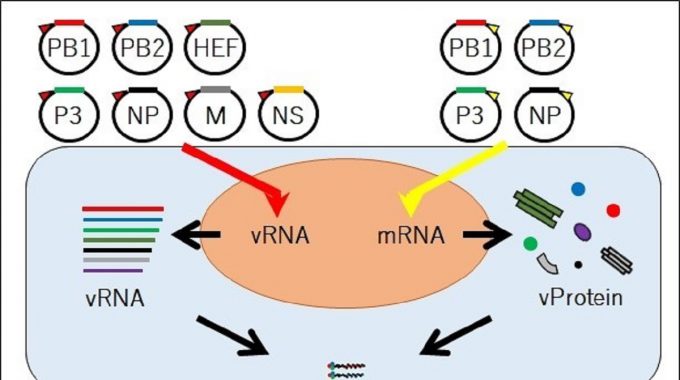 Home | Graduate School of Agricultural and Life Sciences, The ...